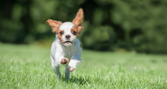 How To Train Your Dog To Come When Called | Potty Buddy - Potty Buddy™