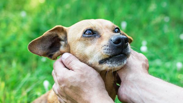 Cystitis in Dogs: Symptoms, Causes, Diagnosis & Effective Treatment ...